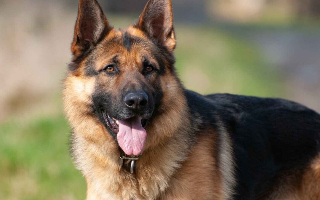 2 de junio: Día Nacional del Perro | El Condor de Morón